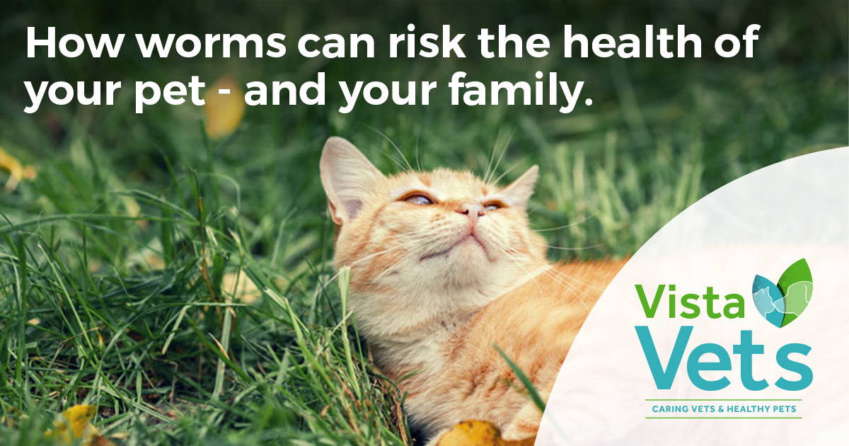How Worms Are Dangerous to Your Pet and Family | Vista Vets