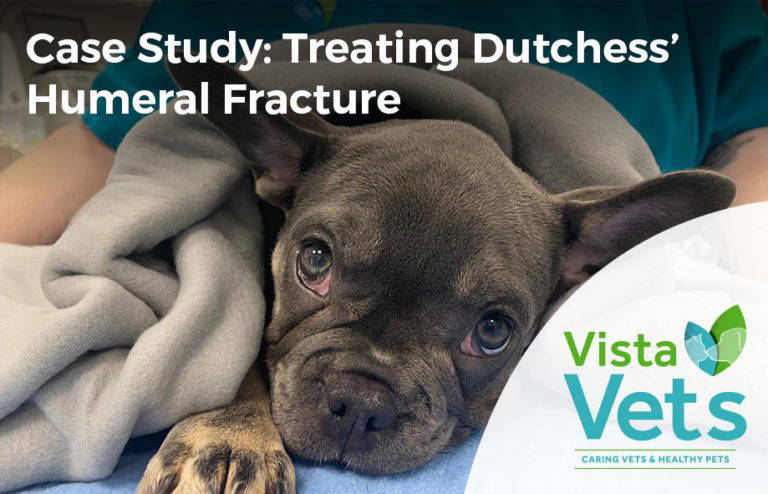 Vet Case Study: Treating Condylar Humeral Fracture in Dogs | Vista Vets