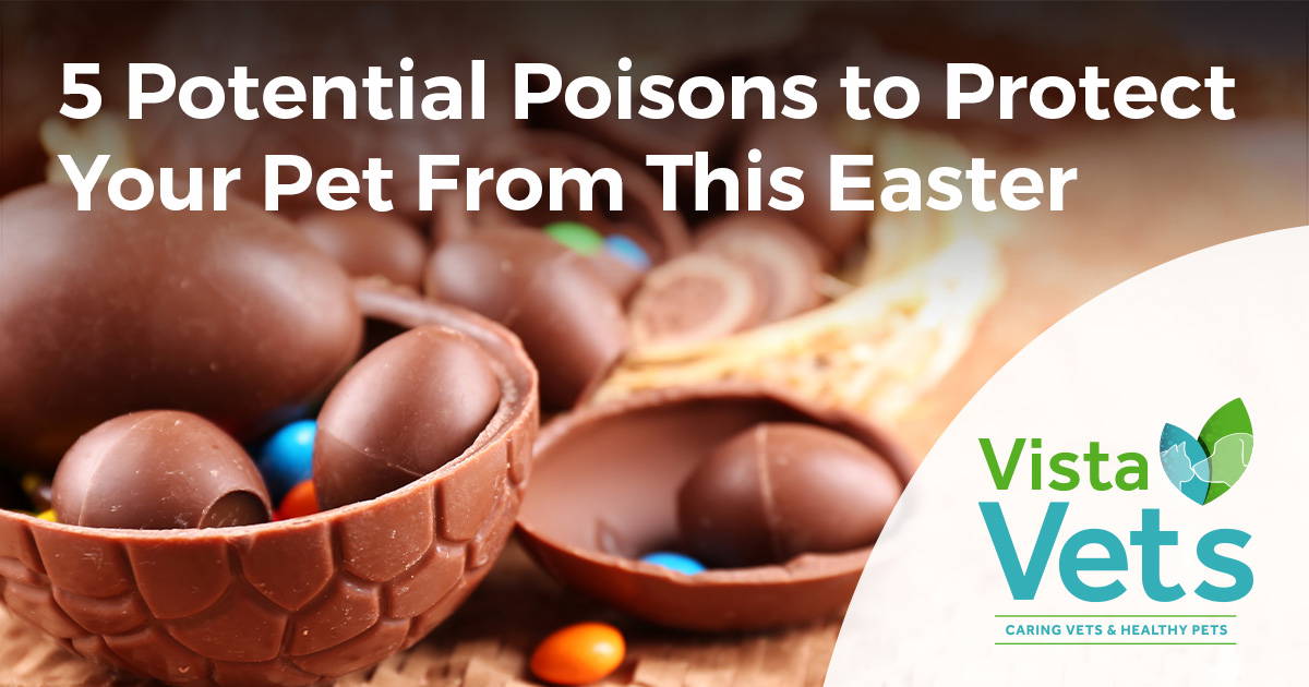 5 Potential Easter Poisons and How to Protect Your Pet From Them