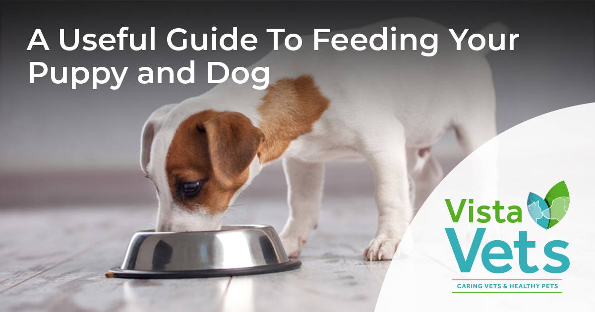A Useful Guide To Feeding Your Puppy and Dog | Vista Vets
