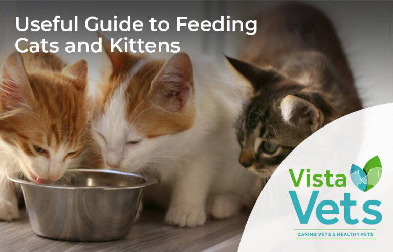 Useful Guide to Feeding Cats and Kittens | Vista Vets