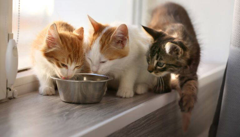 Useful Guide to Feeding Cats and Kittens | Vista Vets