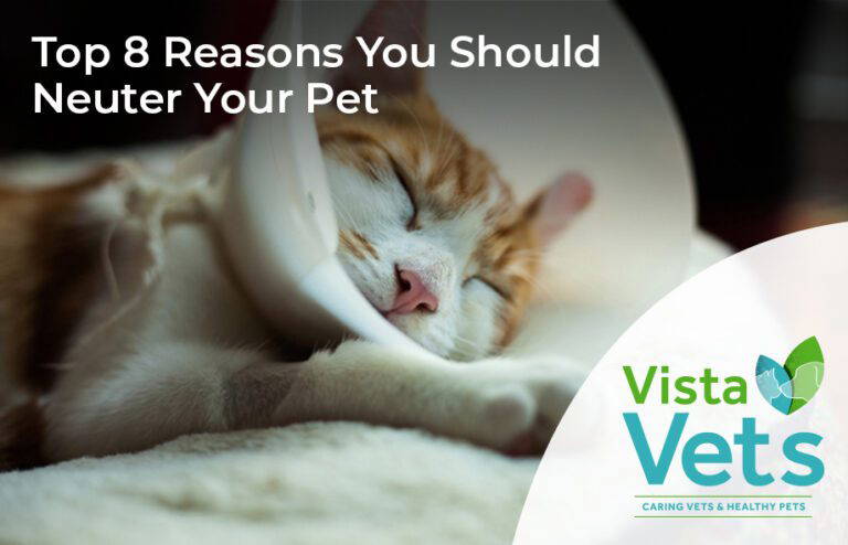Top 8 Reasons You Should Neuter Your Pet - Vista Vets