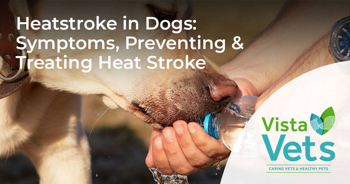 Heatstroke in Dogs | Symptoms, Preventing & Treating Heat Stroke ...