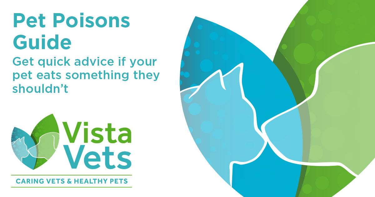 Vista Vets Pet Poisons Guide | Chelmsford Vets 🩺