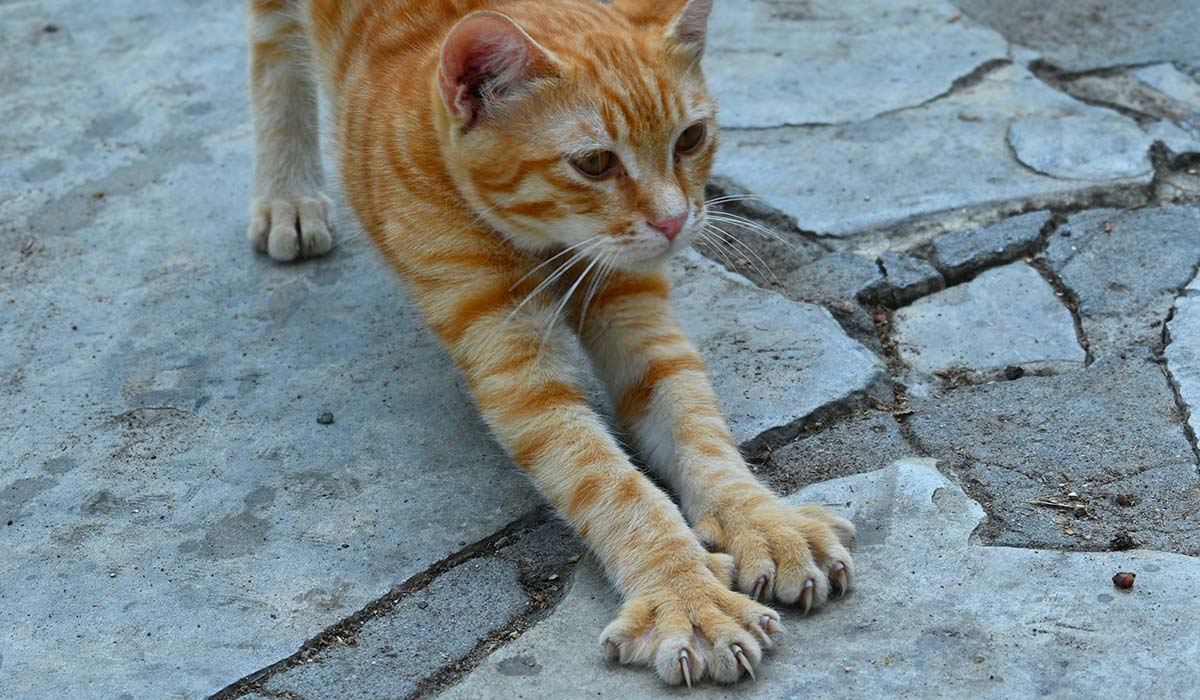 Essential Tips for Pet Nail Clipping | How to Trim Dog & Cat Claws