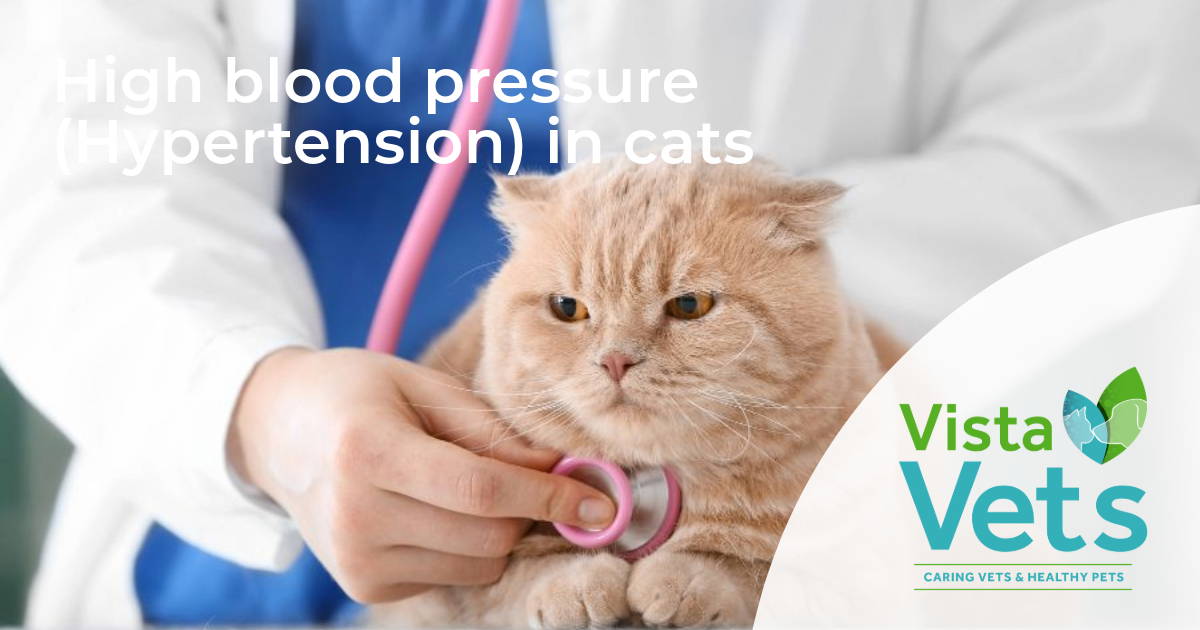 High blood pressure (Hypertension) in cats - Vista Vets