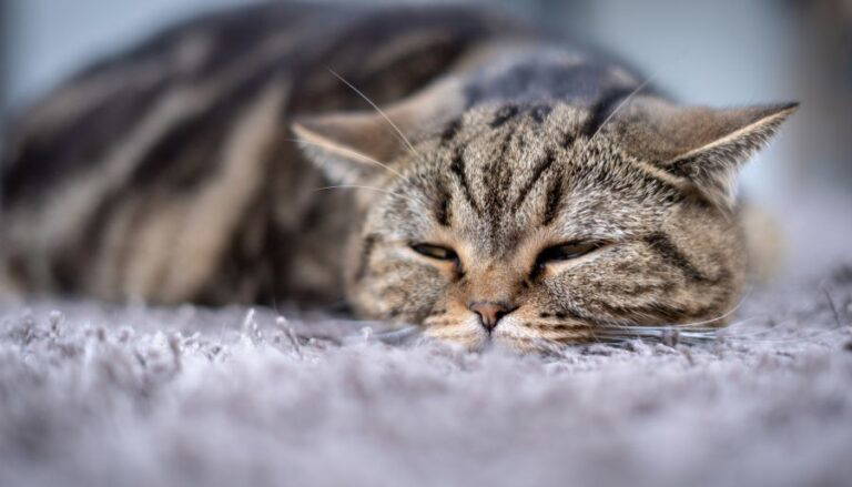 High blood pressure (Hypertension) in cats - Vista Vets
