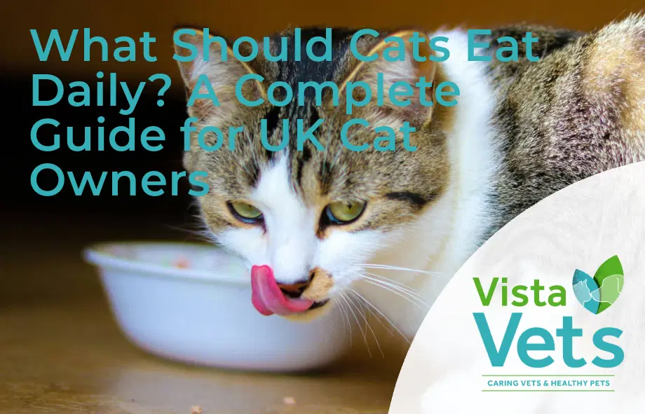 What Should Cats Eat Daily? A Complete Guide for UK Cat Owners