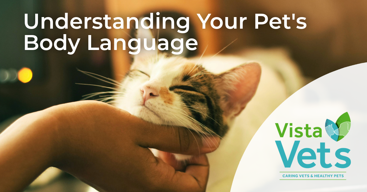 Understanding Your Pet's Body Language | Vista Vets